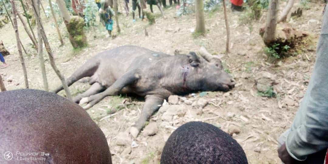 Musanze: Amakuru atari meza ku wavurwaga ibikomere yatewe n’Imbogo ...